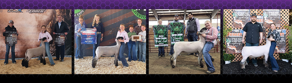 Brumbach Club Lambs | Roseburg, Oregon